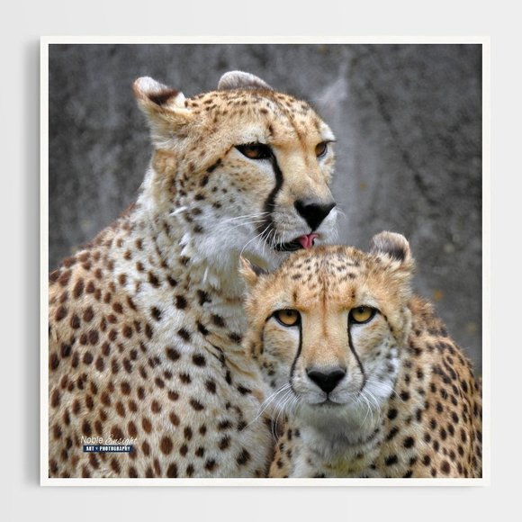 noblecaptures | Art | Cheetah Love Gorgeous Oil Painting Art Print ...